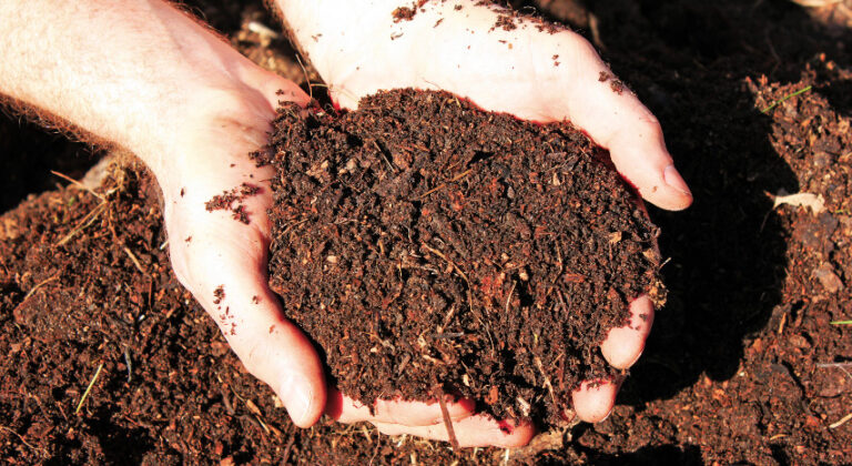 Ventajas y Desventajas de la Gallinaza 2025